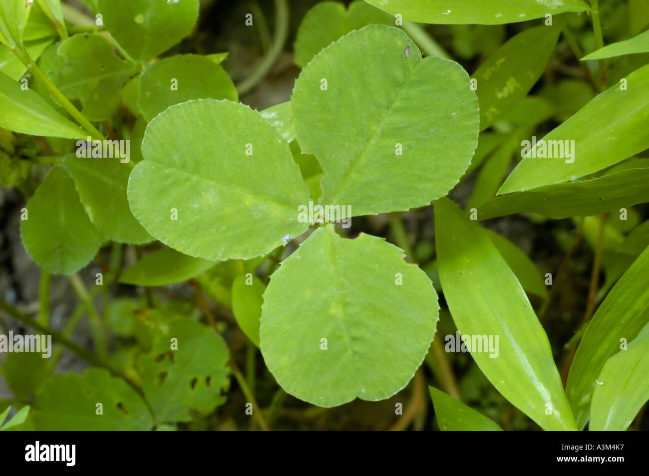 Running Buffalo Clover Stock Photo - Alamy