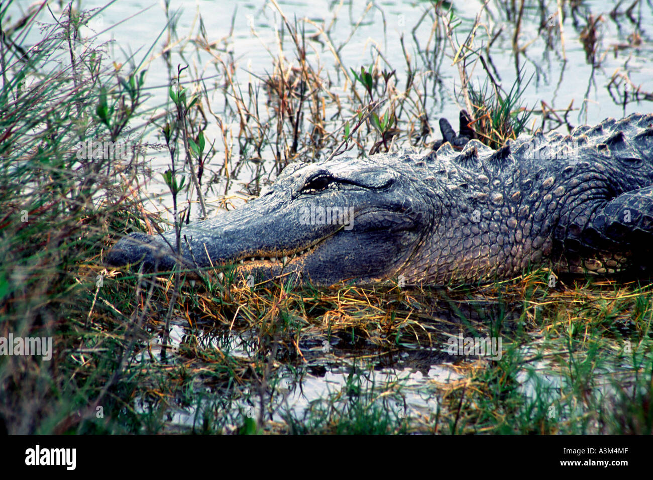 An American Alligator lurks in the shallow waters of a marsh in Aransas ...
