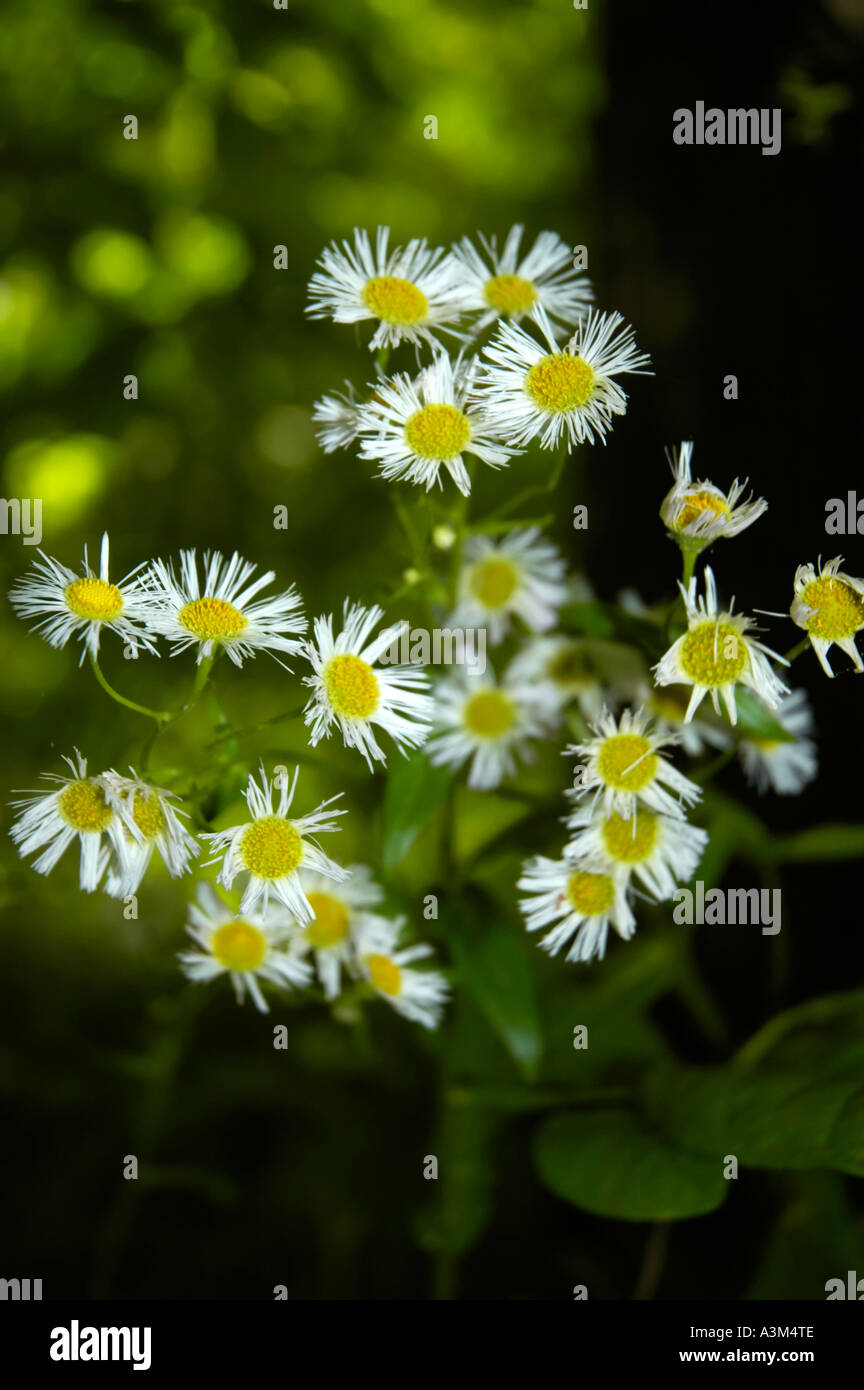 Philadelphia Fleabane wildflowers Stock Photo - Alamy
