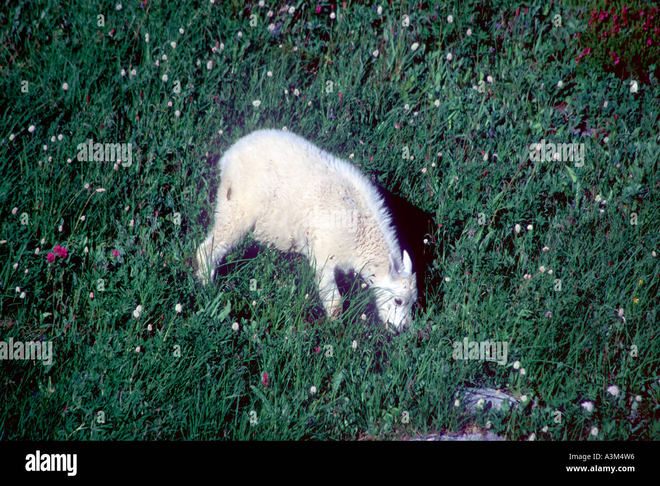 Olympic national park washington goat hi-res stock photography and ...