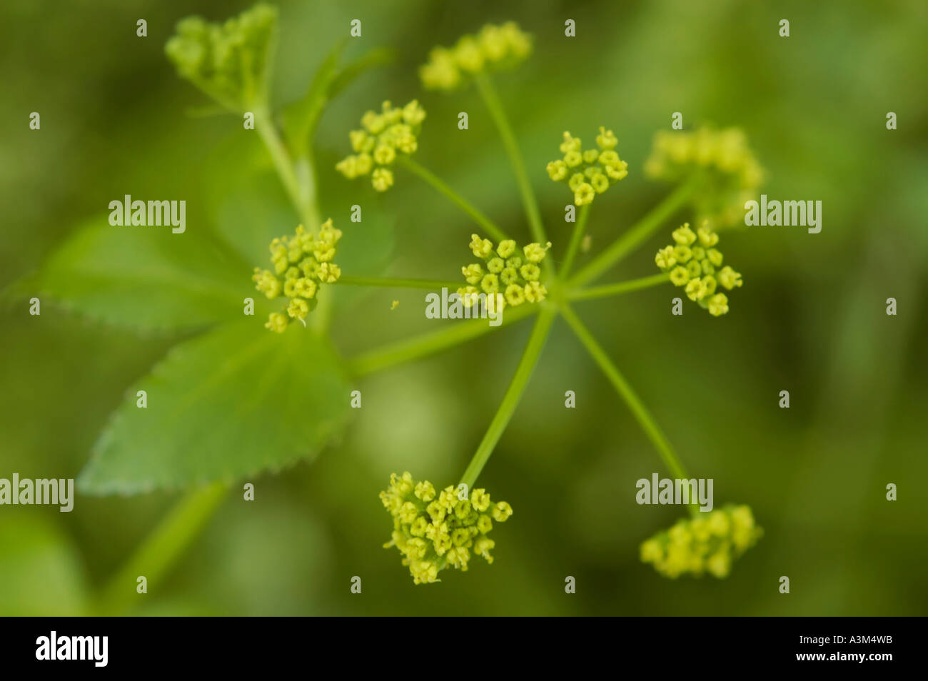 Alexanders hi-res stock photography and images - Alamy