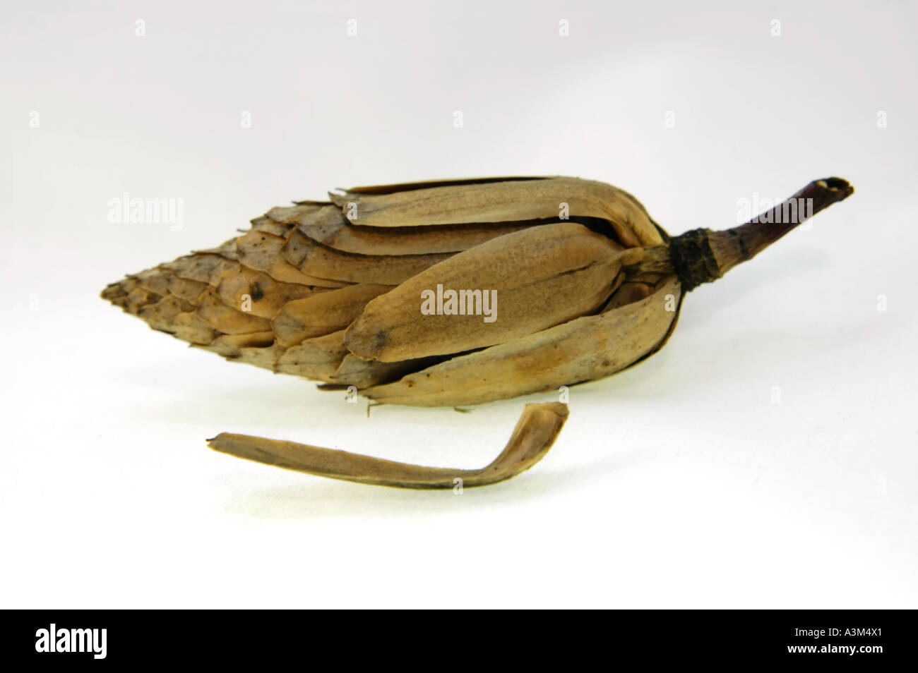 Tulip tree seed pod hi-res stock photography and images - Alamy