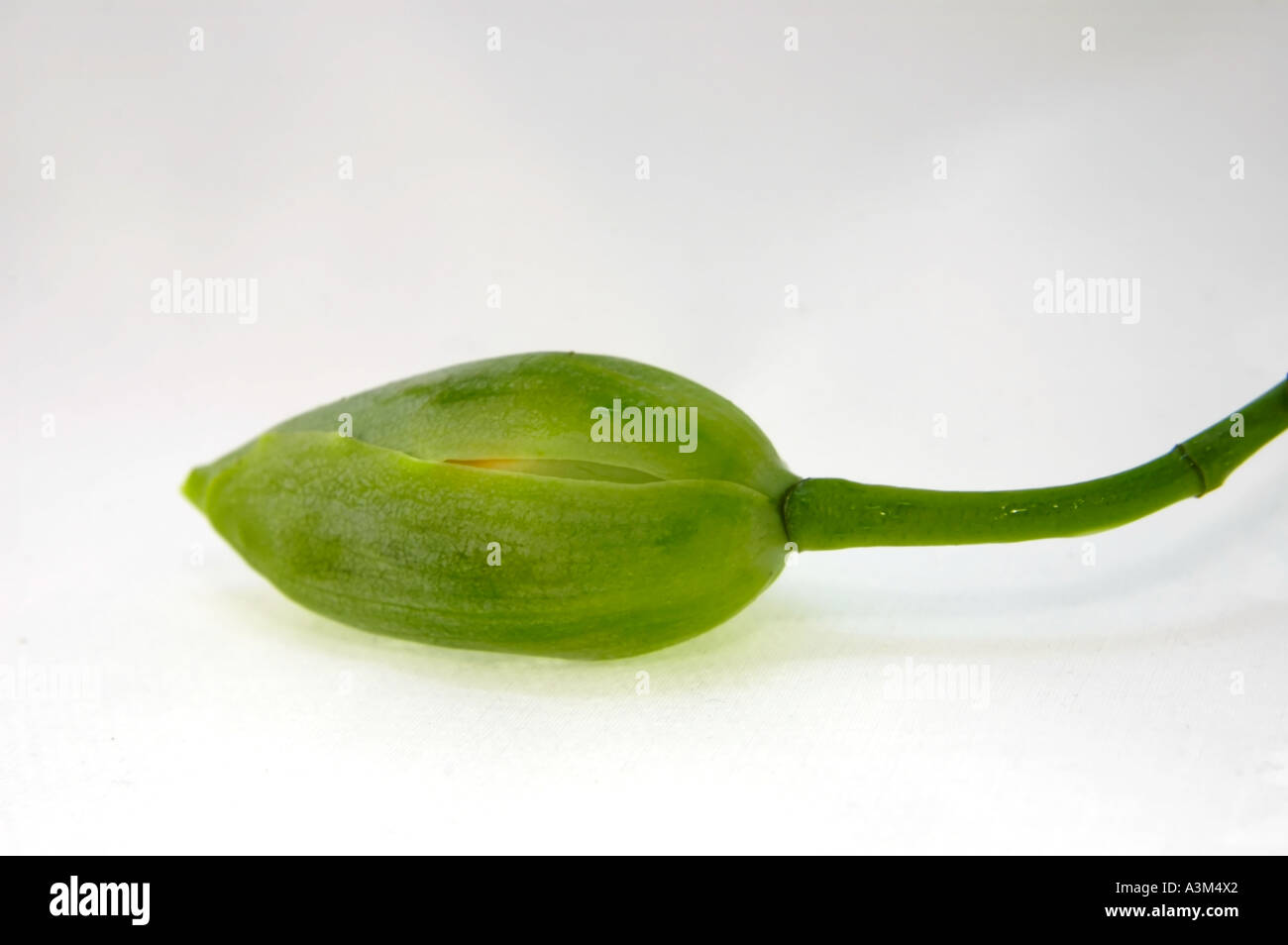 Tulip poplar tree flower hi-res stock photography and images - Alamy
