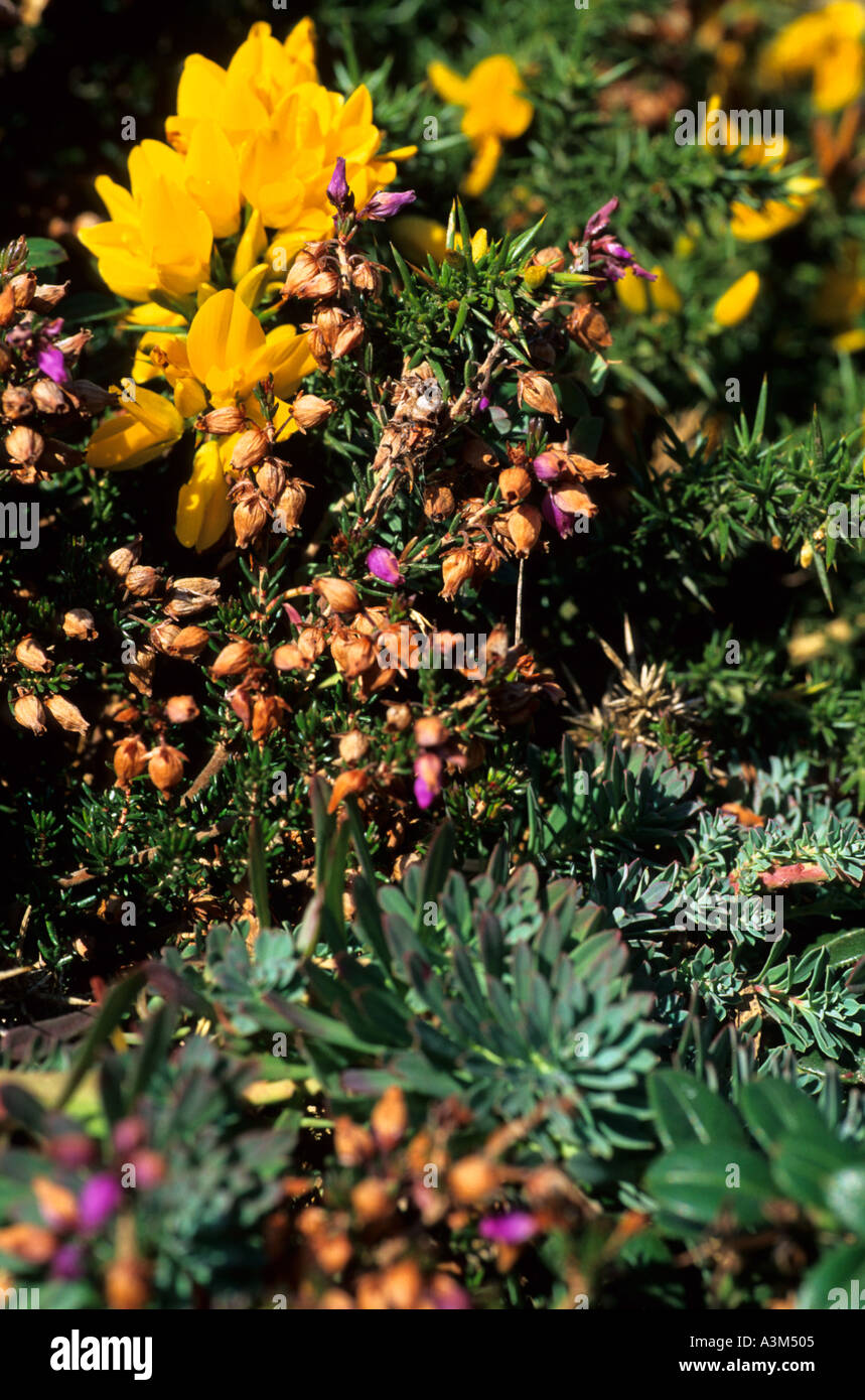Dwarf gorse Ulex minor and heather erica spp Stock Photo - Alamy