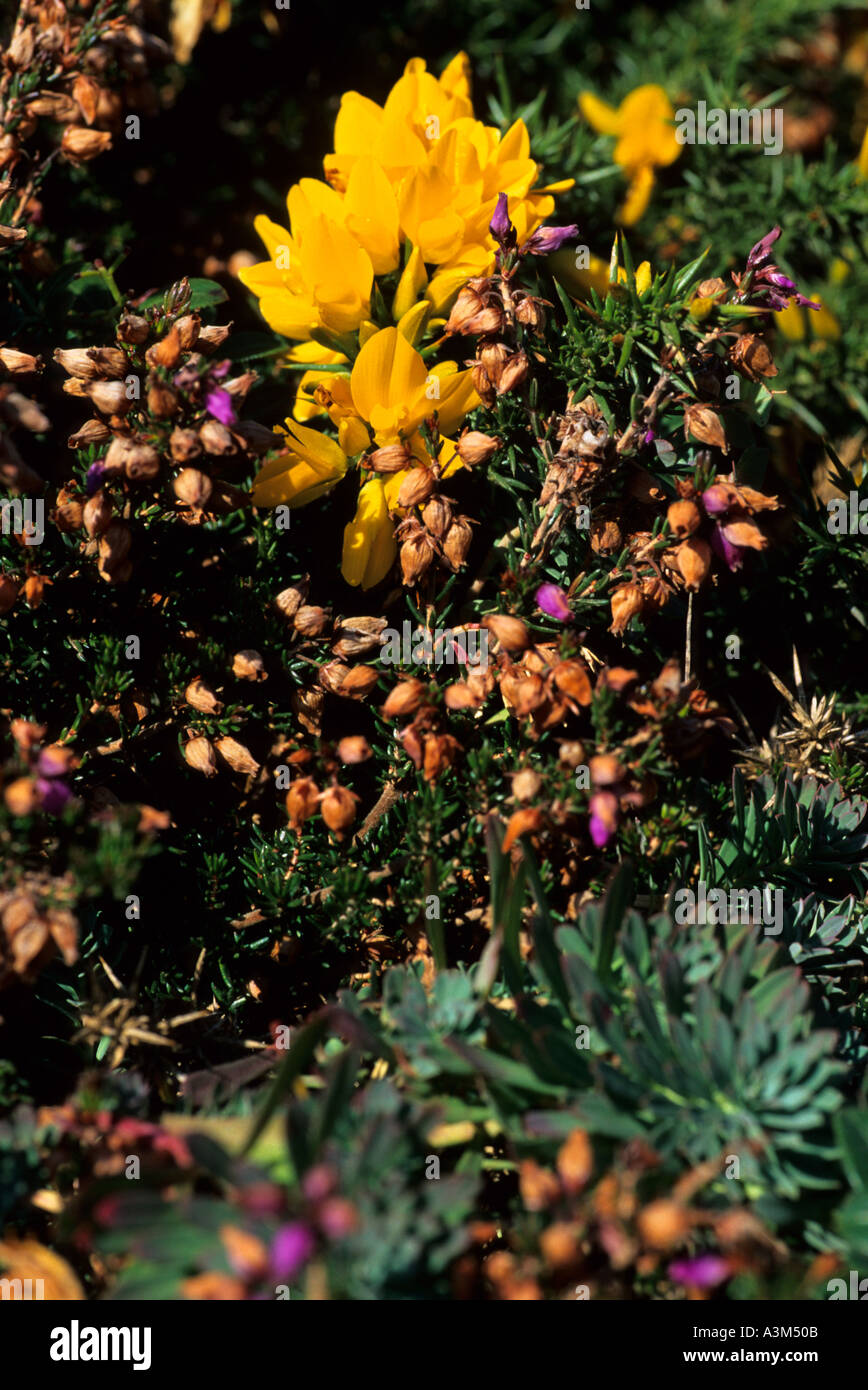 Dwarf gorse Ulex minor and heather erica spp Stock Photo - Alamy
