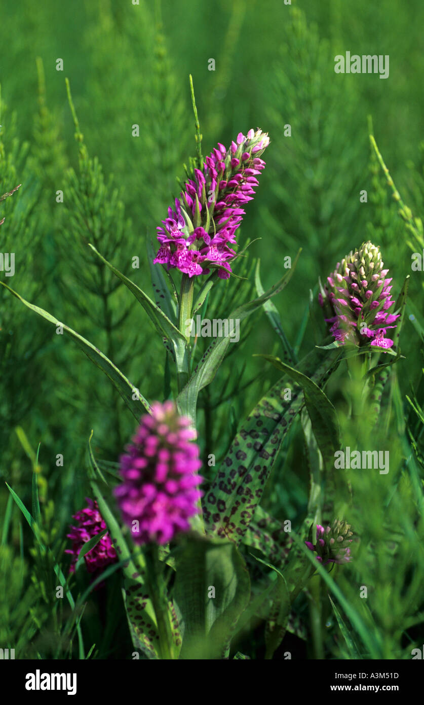 Common Marsh Orchids amongst Mare s tail Dactylorhiza fuchsii Hippuris ...