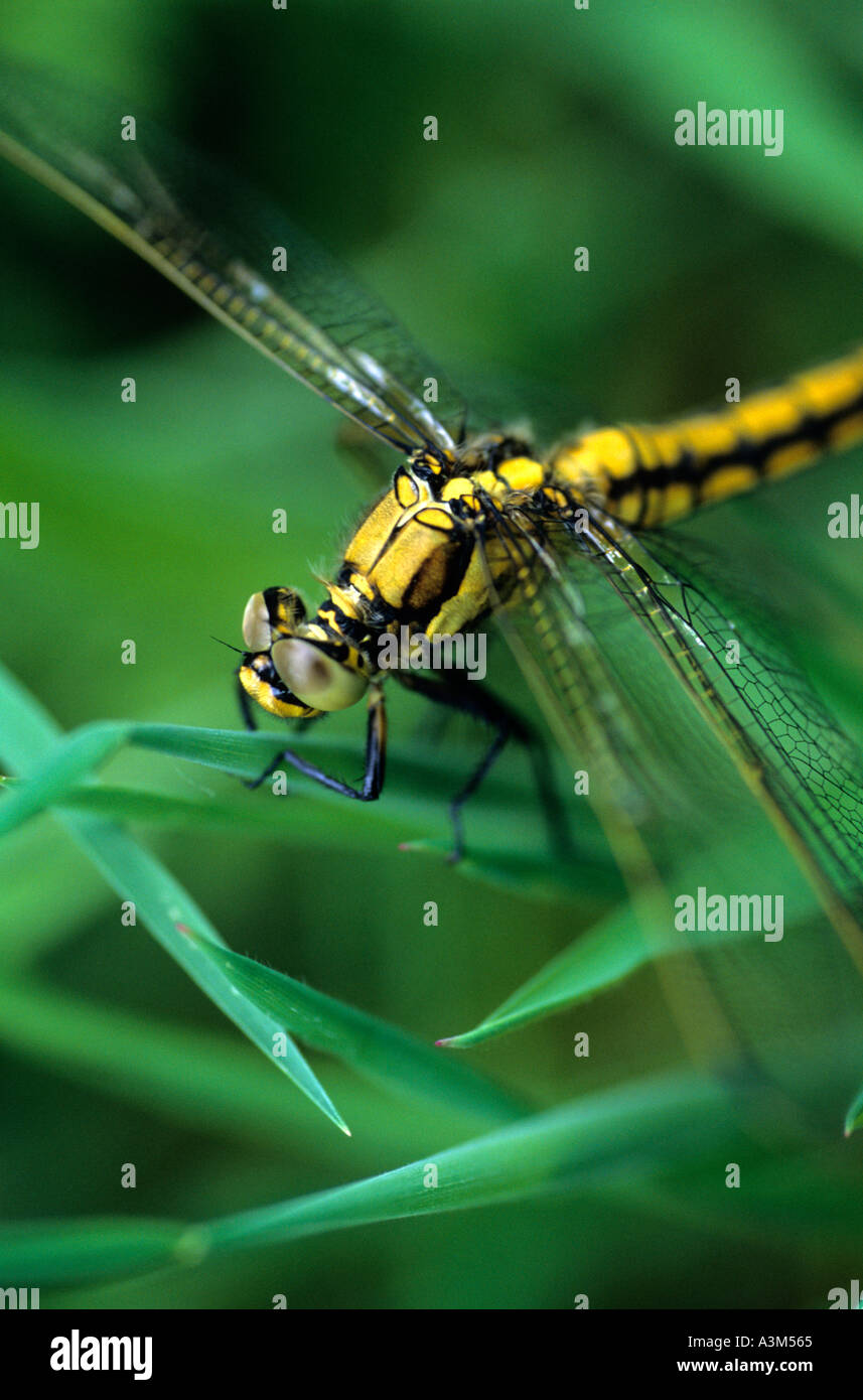 Club tailed dragonfly Gomphus vulgatissimus Stock Photo - Alamy