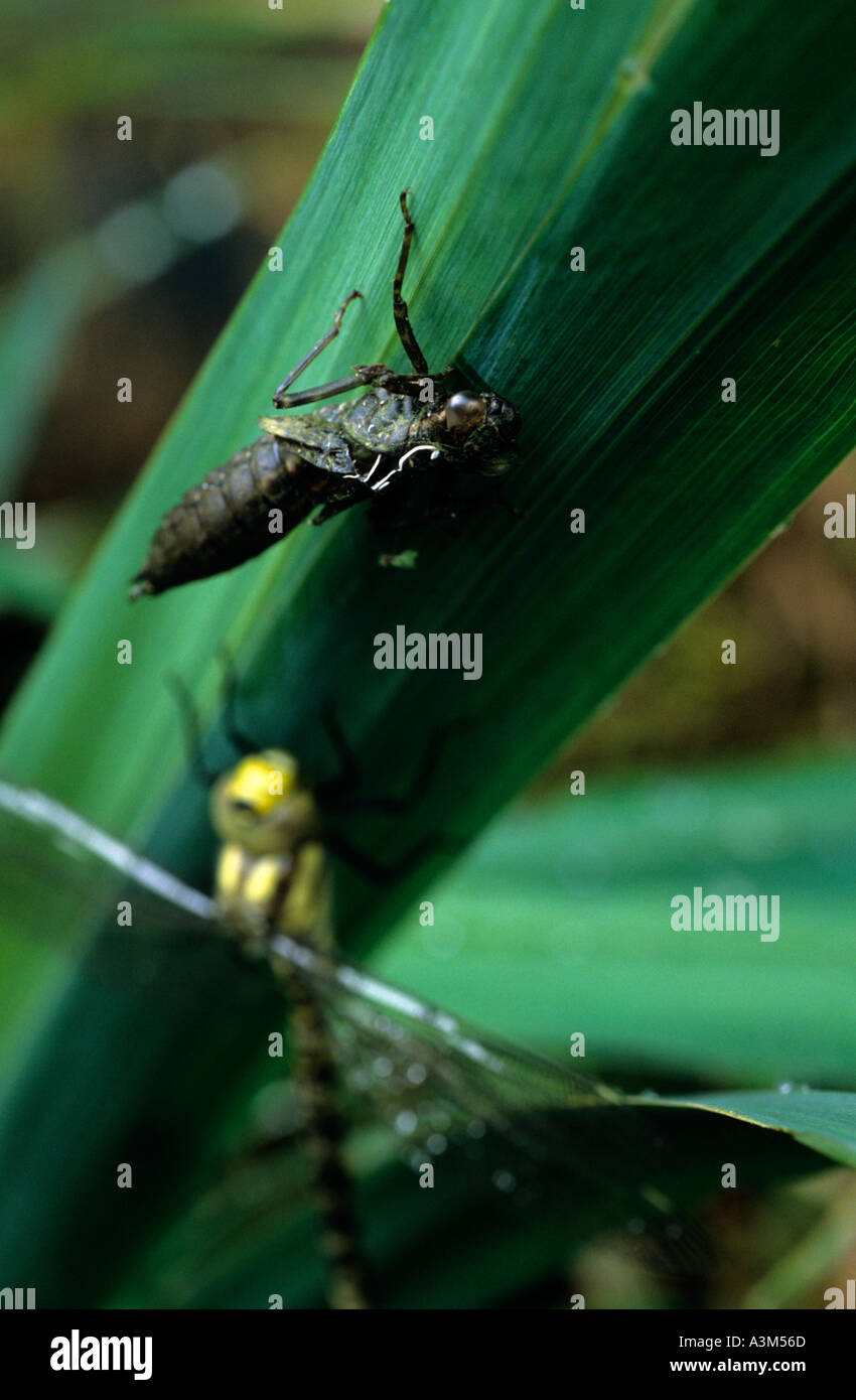 Southern Hawker Aeshna cyanea dragonfly with nymph casing Stock Photo ...