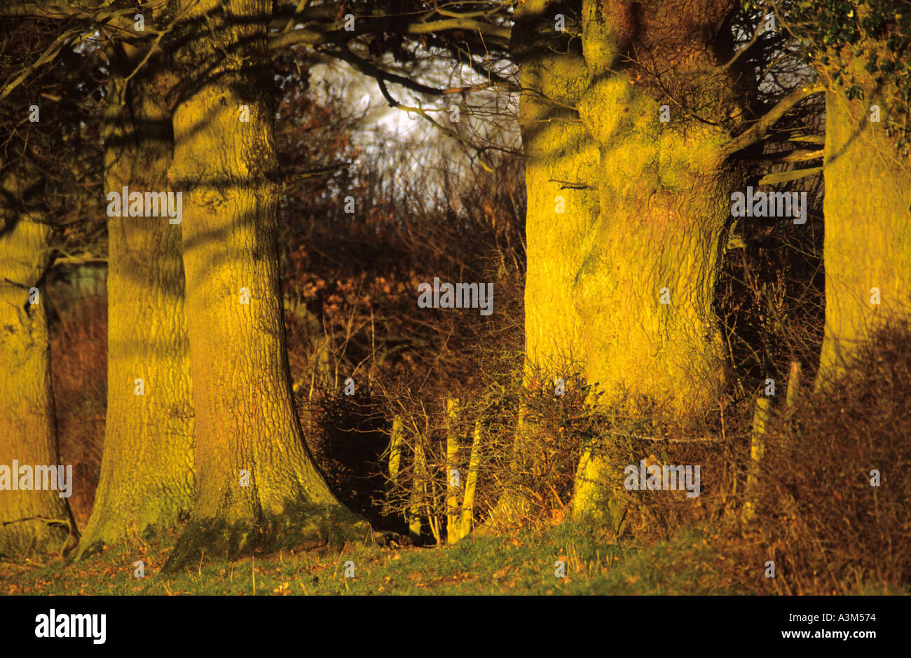 Sunset lit English Oak trees Quercus robur Stock Photo - Alamy