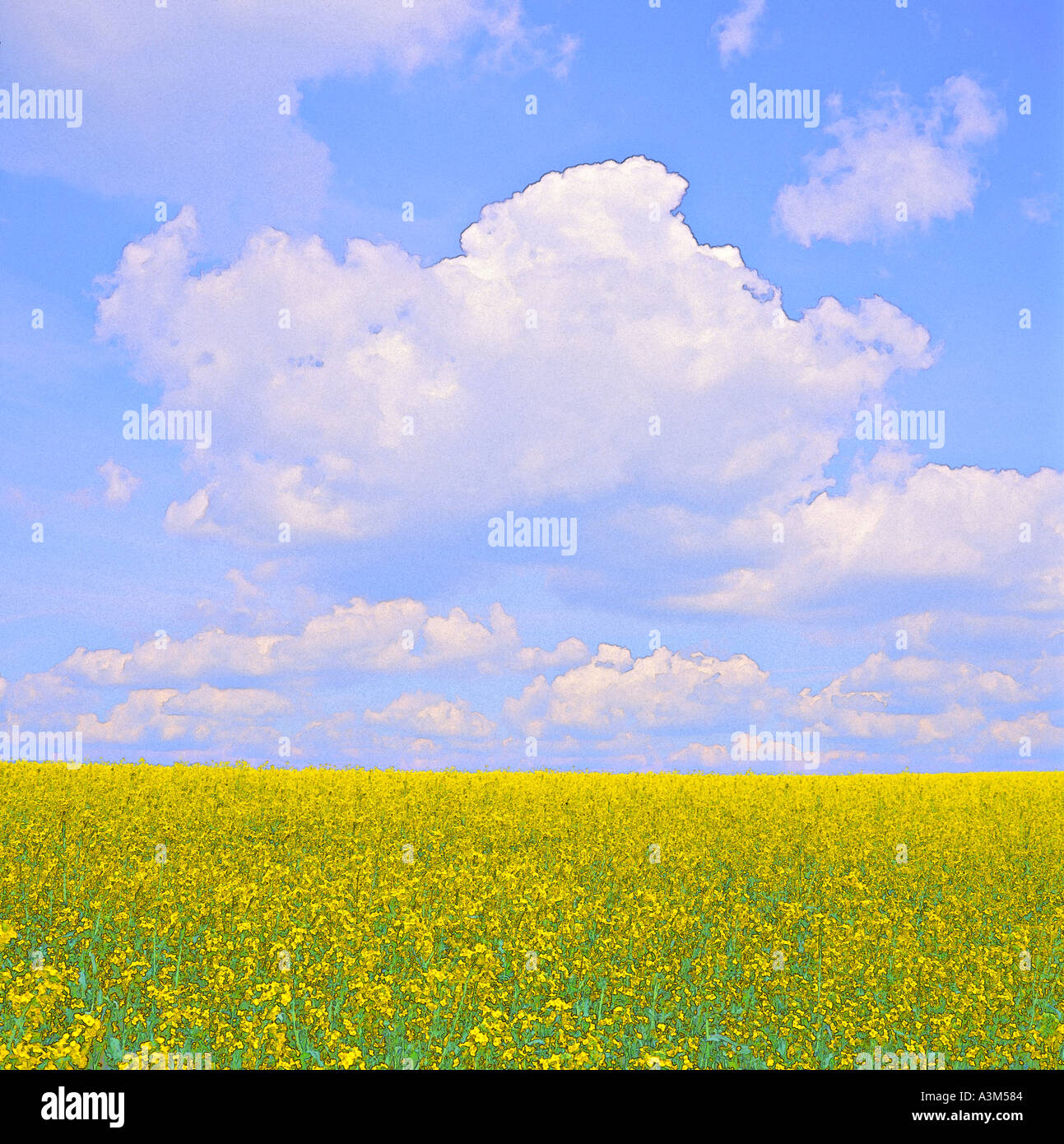 nature art flowering yellow rape field under blue clouded sky Stock ...