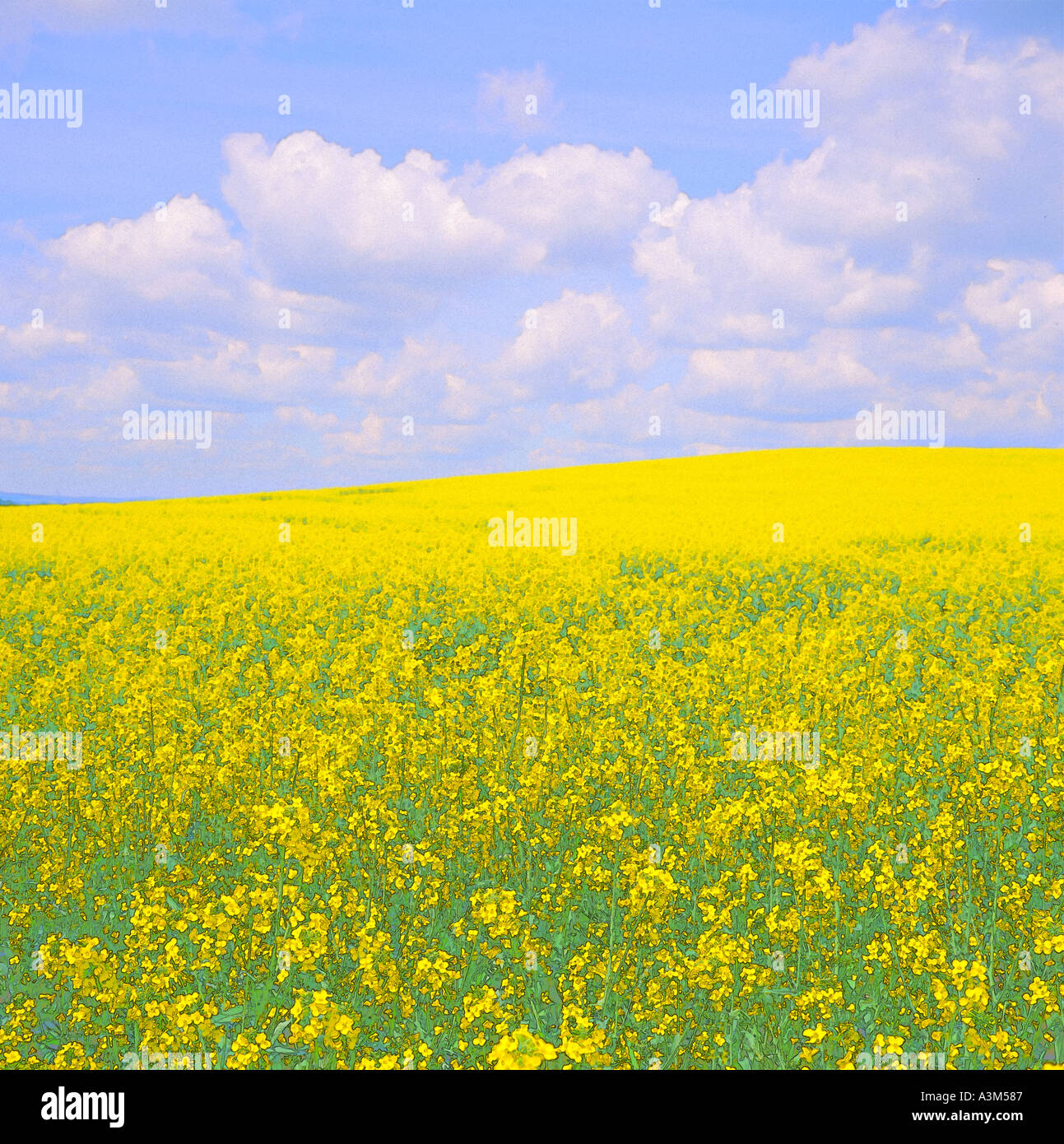 nature art flowering yellow rape field under blue clouded sky Stock ...