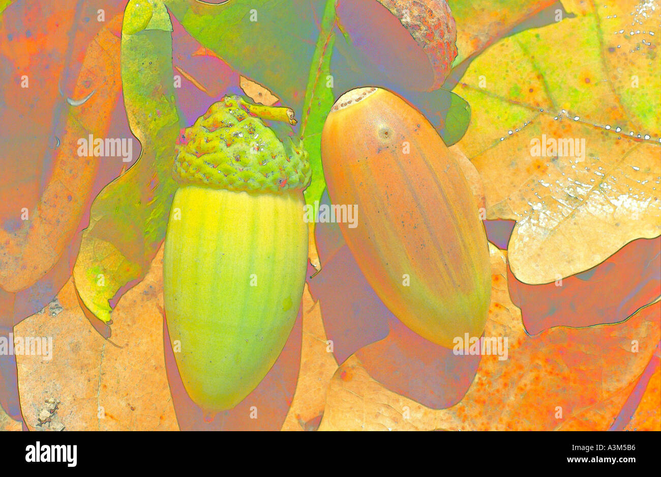 Oak tree art hi-res stock photography and images - Alamy