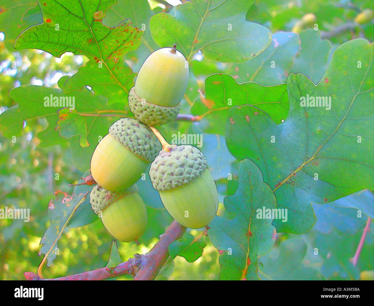 nature art leaves and nuts hanging of an oak tree Stock Photo - Alamy