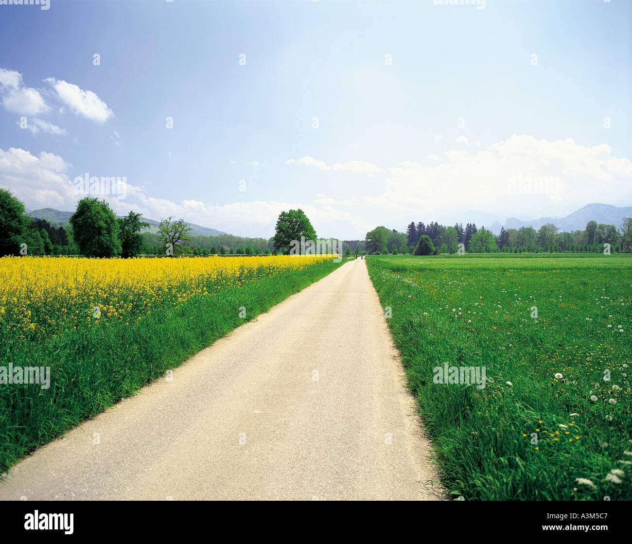 Road Nature Sky Trees Flowers Clouds Fields of Flowers Forests Stock ...