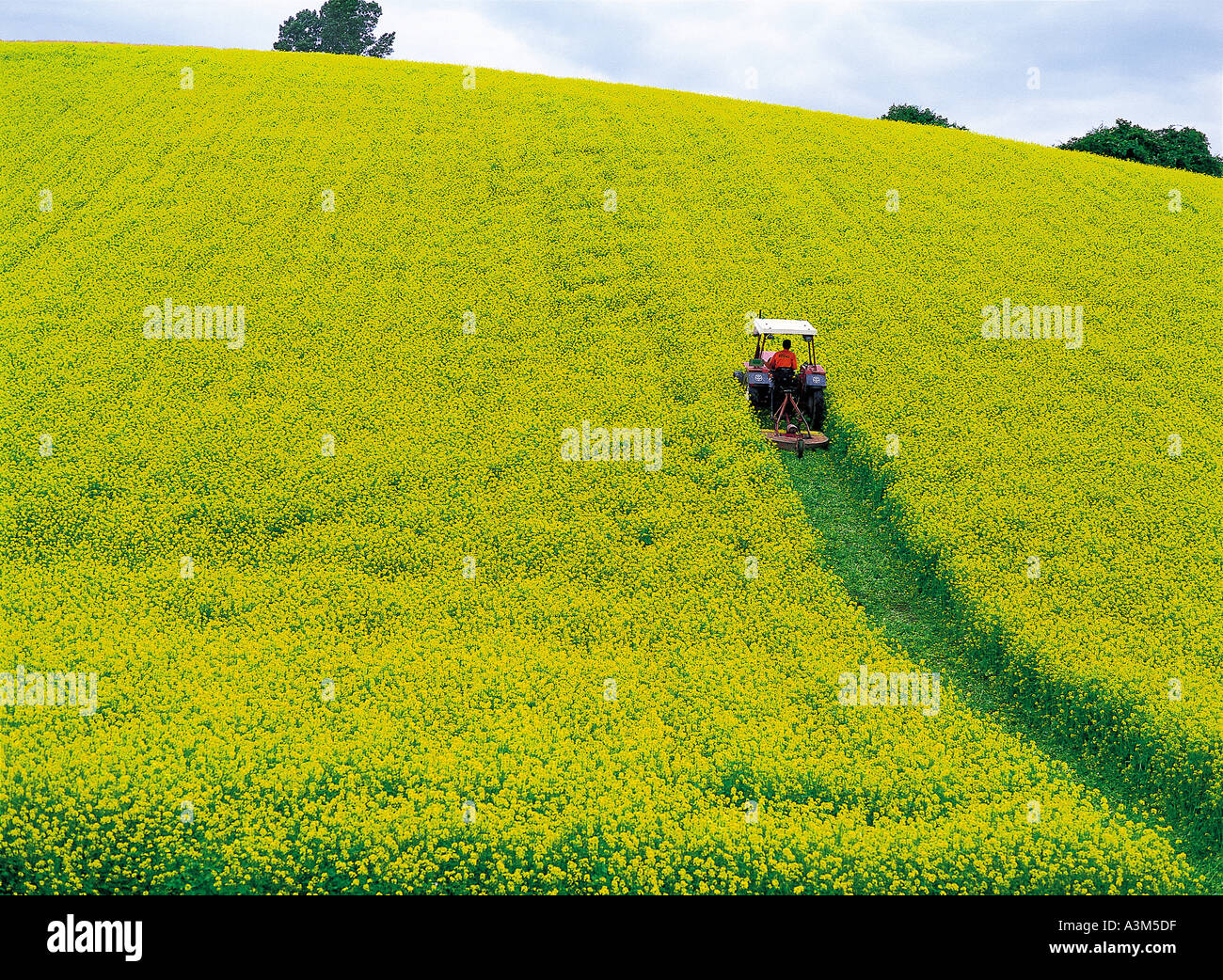 Nature Transportation Flowers Fields of Flowers Other Flowers Stock ...