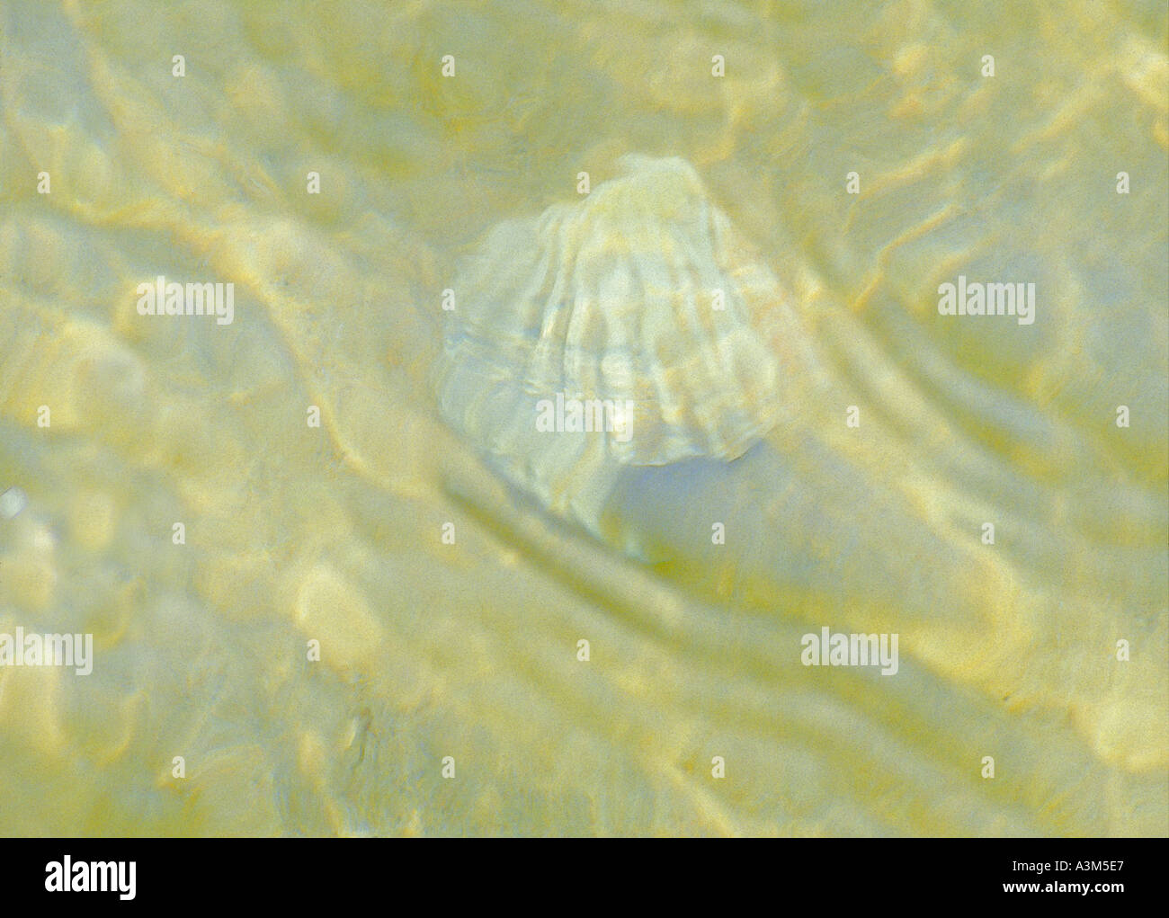 nature art shell under water on the beach Stock Photo - Alamy