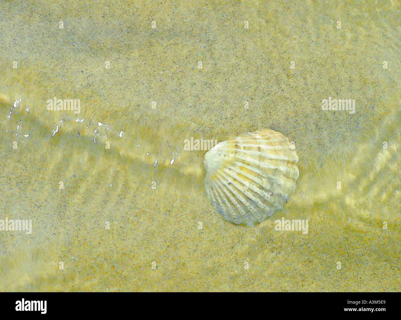 nature art shell under water on the beach Stock Photo - Alamy