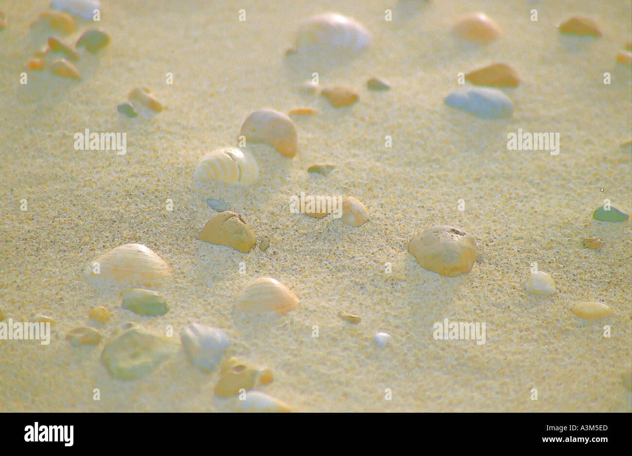 nature art shells in the sand Stock Photo - Alamy