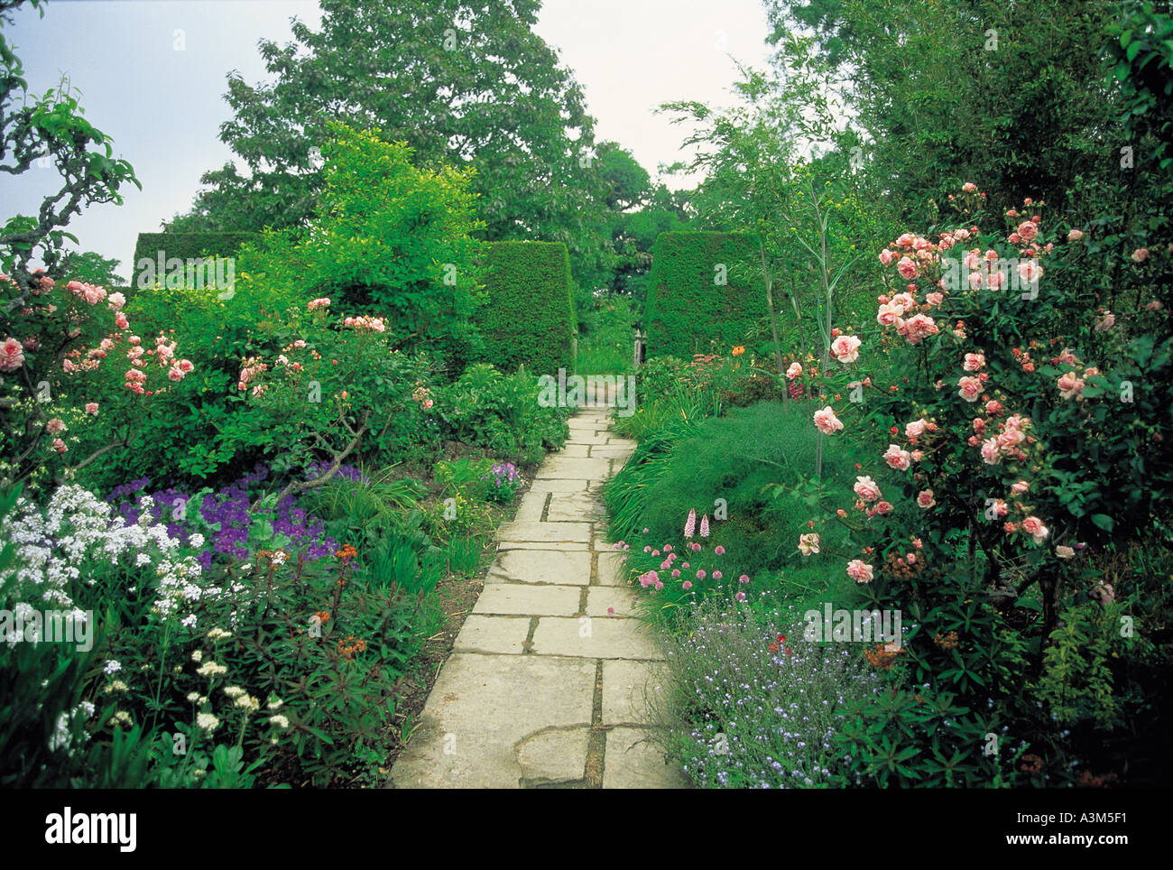 Roses growing horizontally hi-res stock photography and images - Alamy