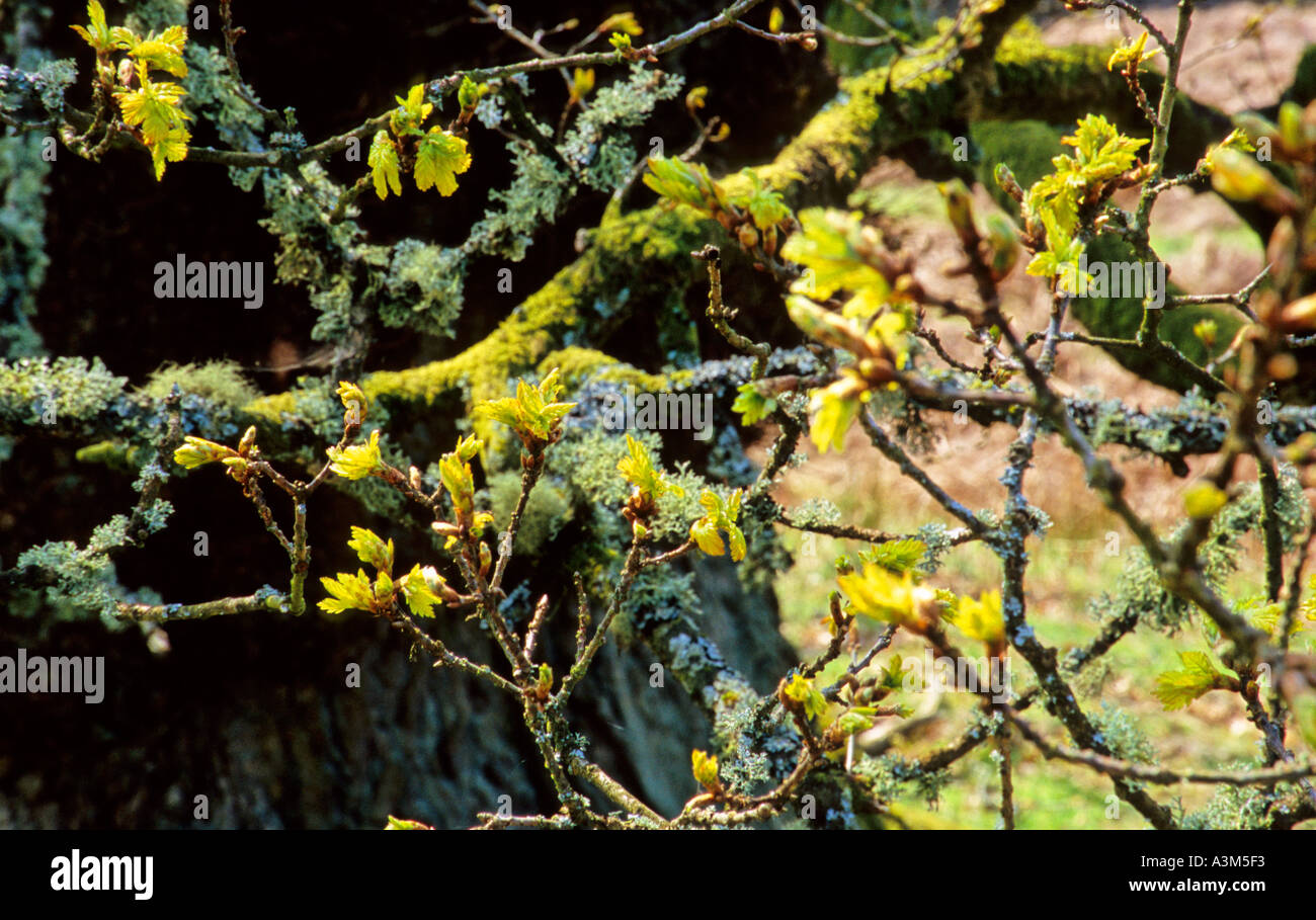 Sessile oak Quercus petraea lichen and moss covered branches with buds ...