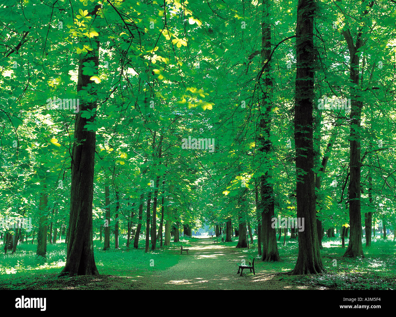Nature Path Trees Parks Stock Photo - Alamy