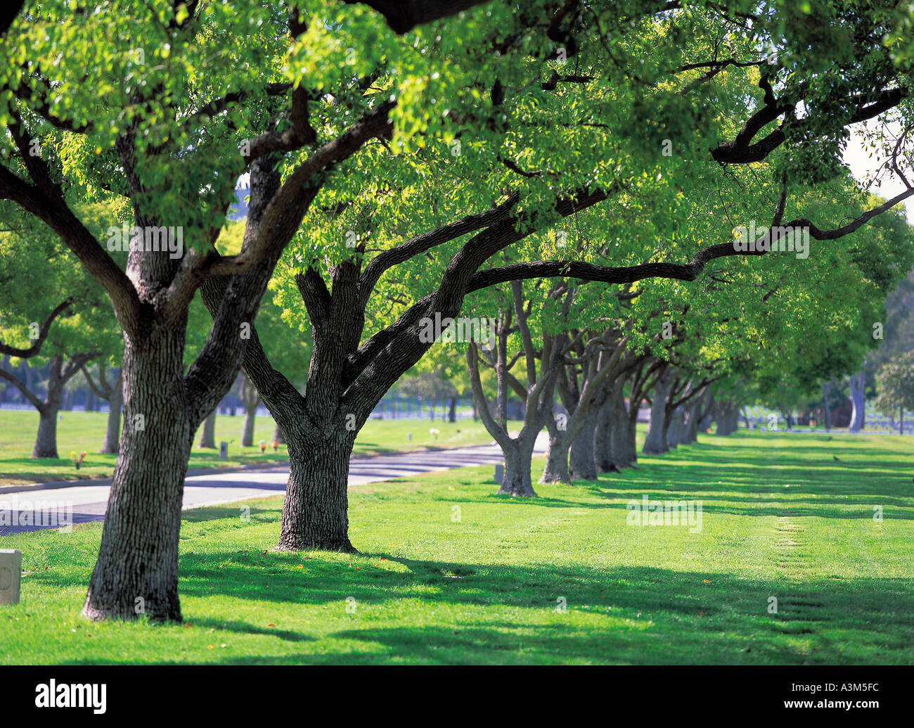 Nature Path Trees Parks Stock Photo - Alamy