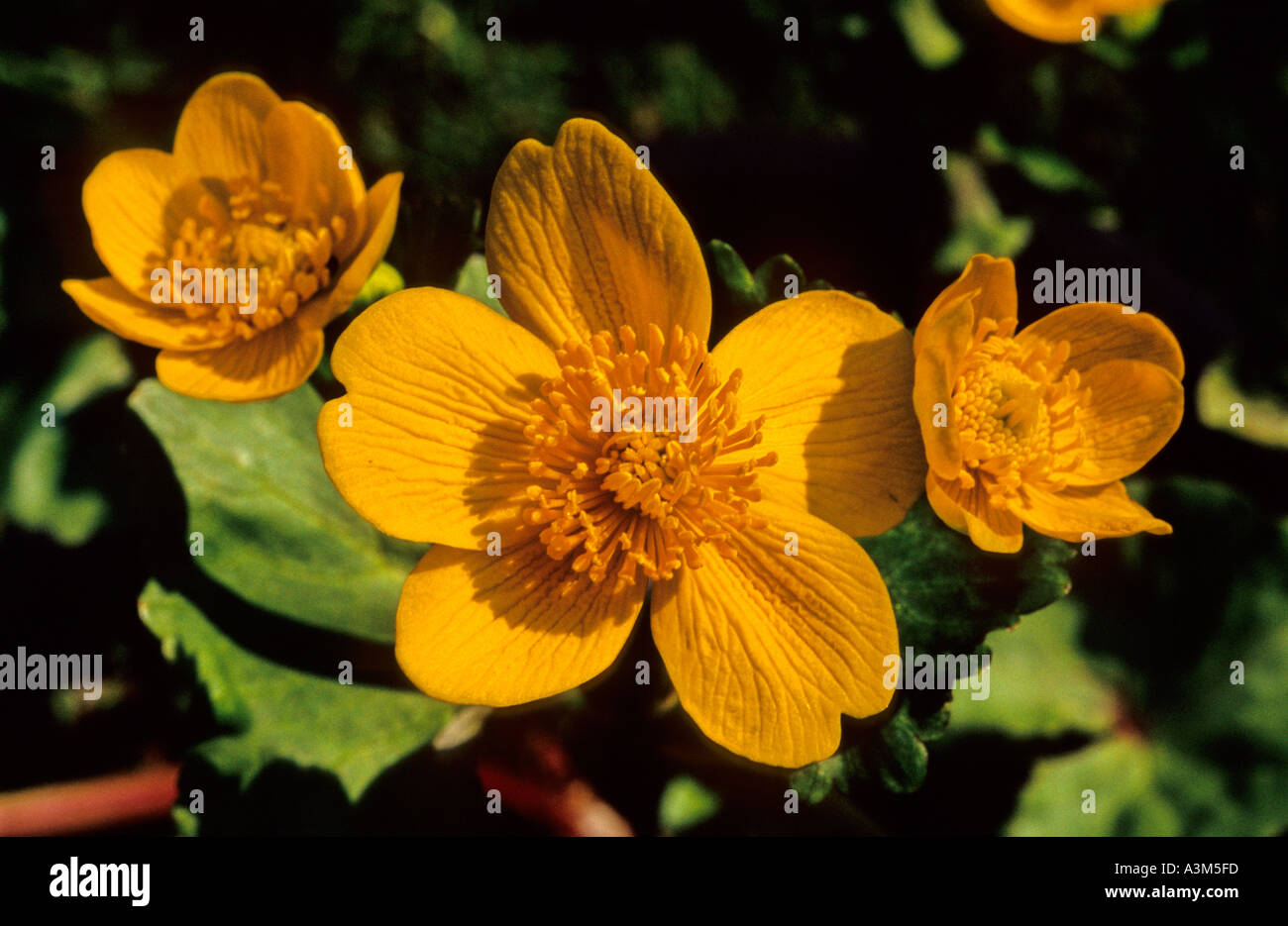 Marsh marigold flowers Caltha palustris Stock Photo - Alamy