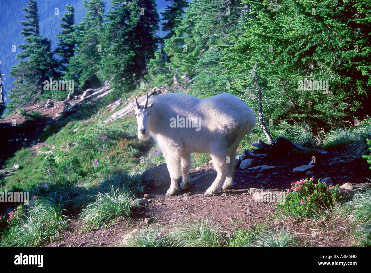 A mountain goat along the Bailey Range in Olympic National Park ...