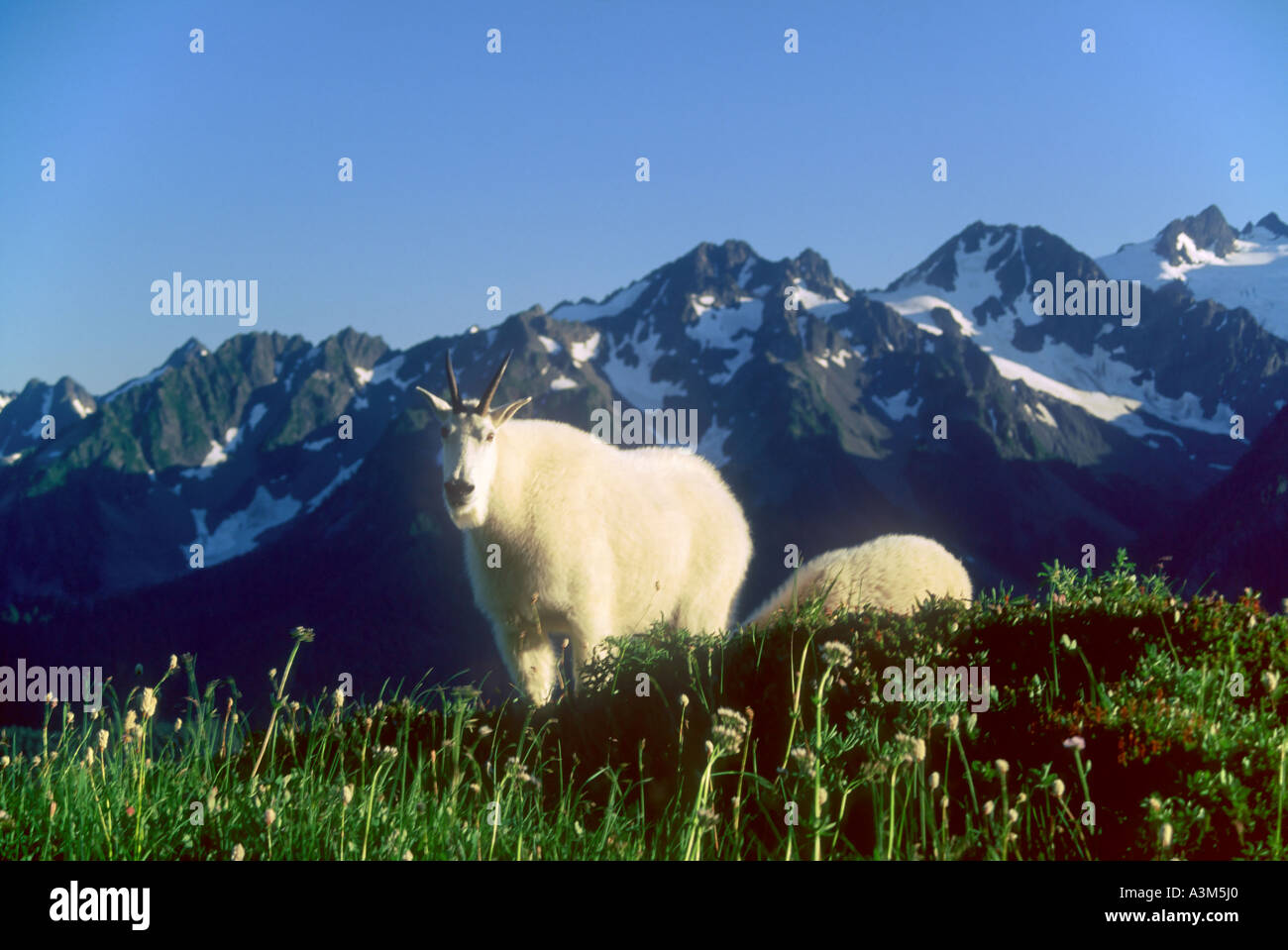 A mountain goat along the Bailey Range in Olympic National Park ...