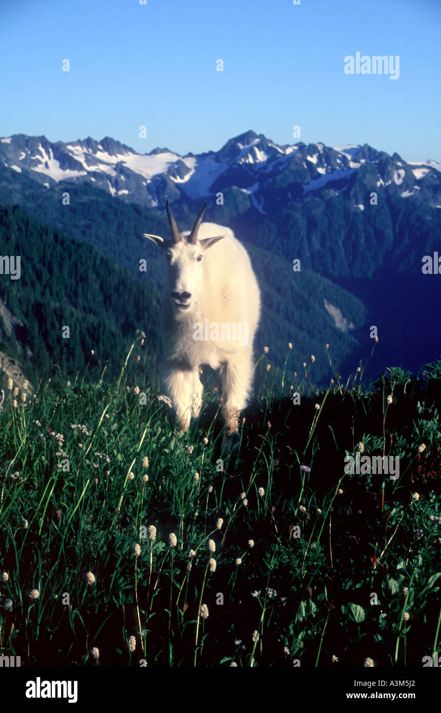 Olympic national park washington goat hi-res stock photography and ...
