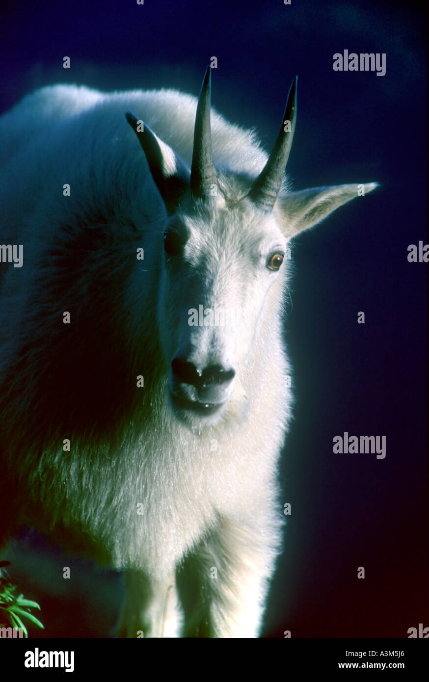 Olympic national park washington goat hi-res stock photography and ...