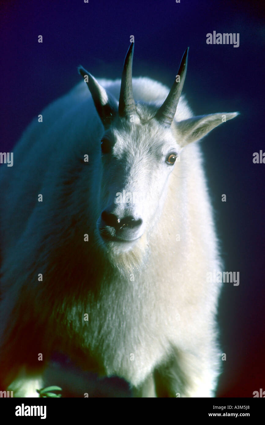 Olympic national park washington goat hi-res stock photography and ...