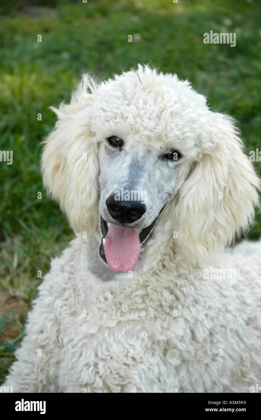 Cream poodle hi-res stock photography and images - Alamy