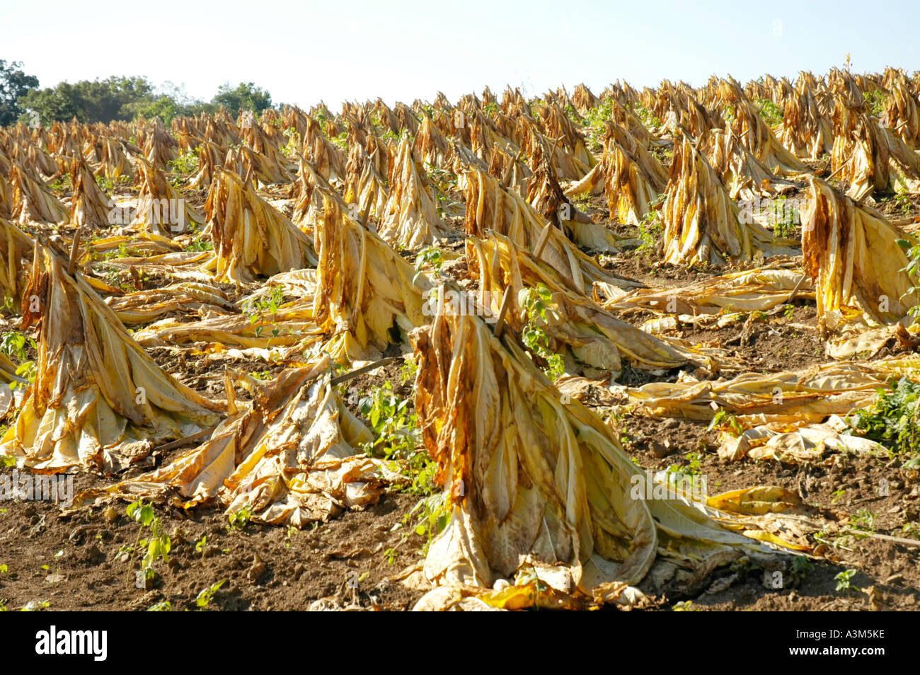 Cut burley tobacco plants Stock Photo - Alamy