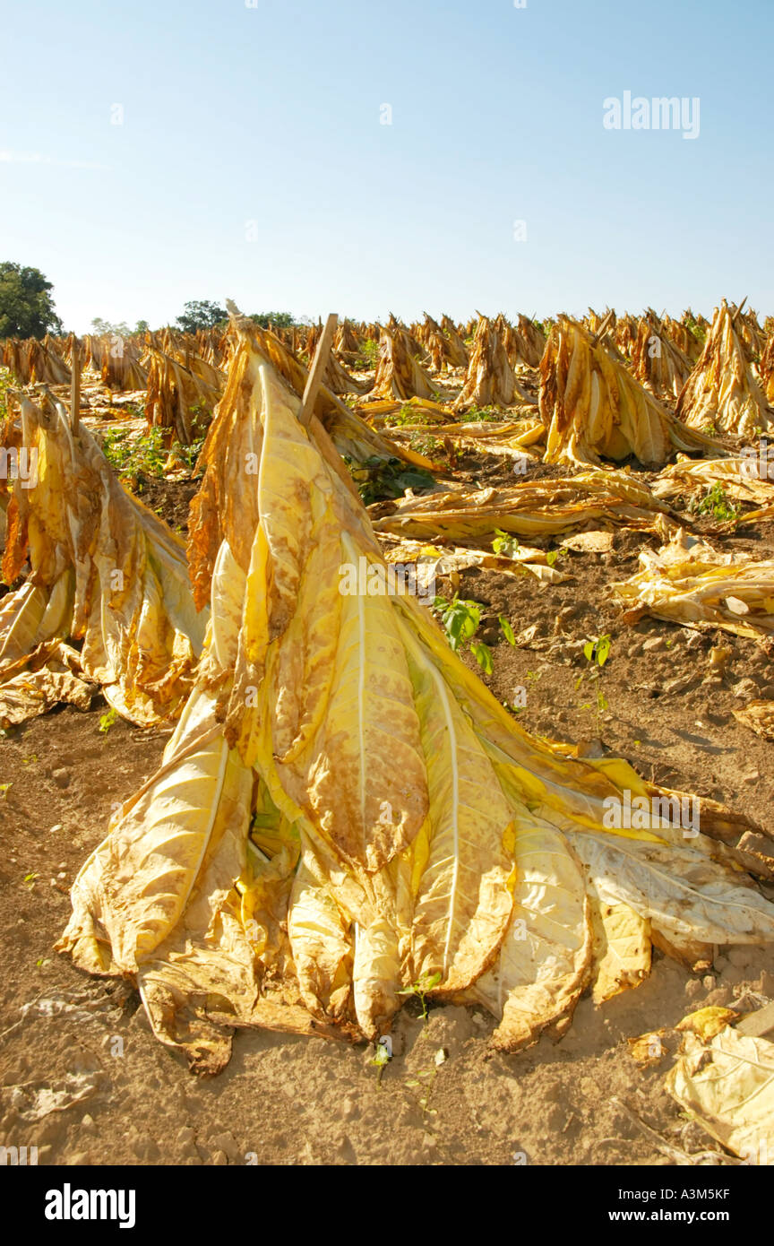 Cut burley tobacco plants Stock Photo - Alamy