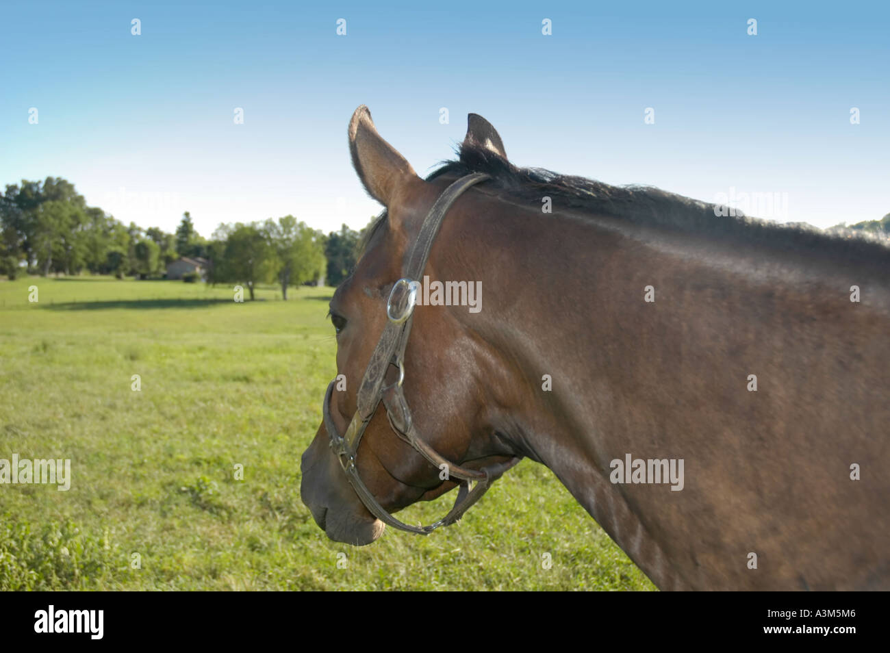 Head of thoroughbred race horse Stock Photo - Alamy