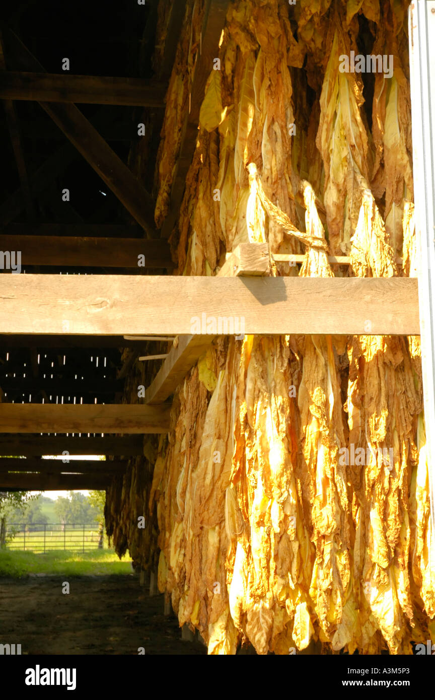 Curing golden burley tobacco Stock Photo - Alamy