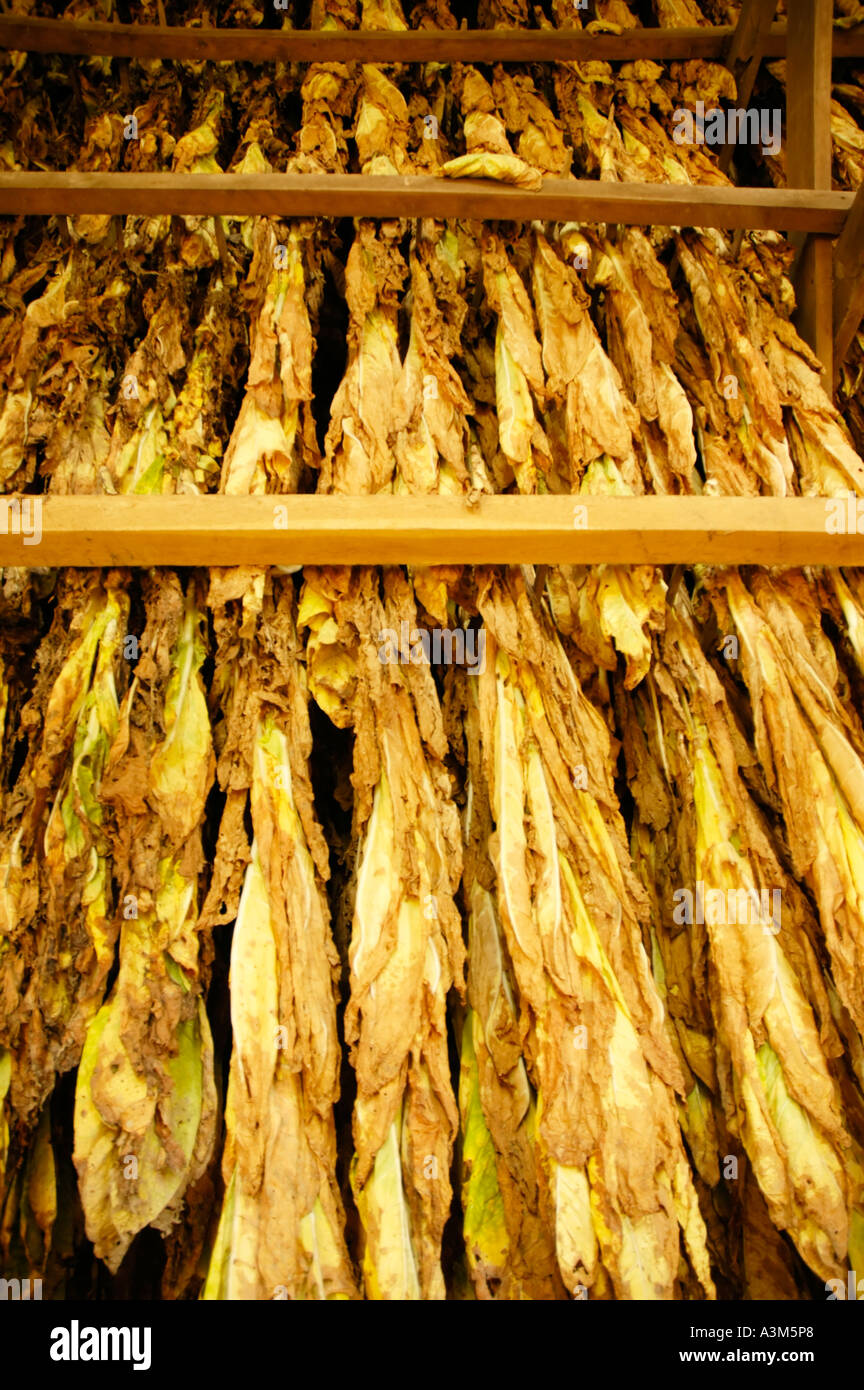 Curing golden burley tobacco Stock Photo - Alamy