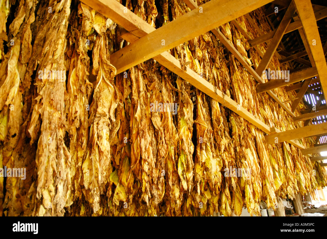 Curing golden burley tobacco Stock Photo - Alamy