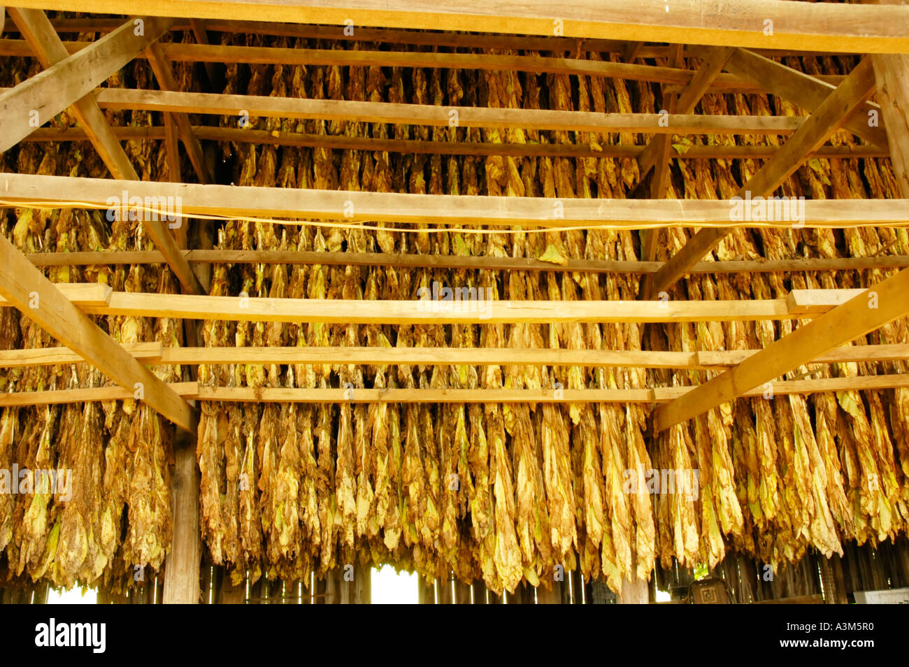 Curing golden burley tobacco hi-res stock photography and images - Alamy