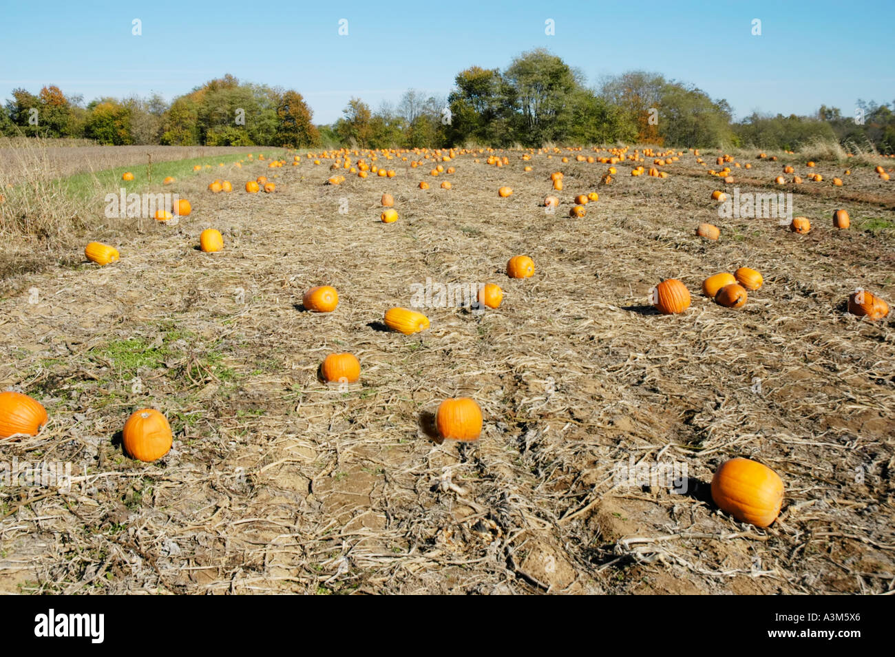 Field of pumpkins ready for harvest on a farm in the Bluegrass region ...