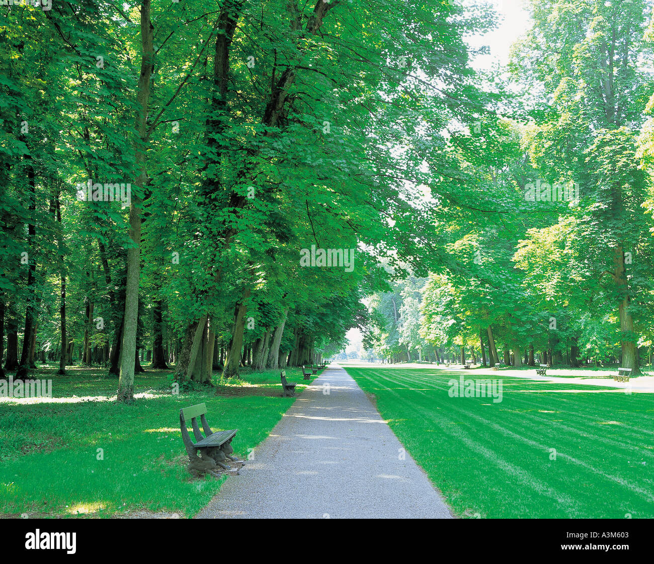 Nature Path Trees Parks Stock Photo - Alamy