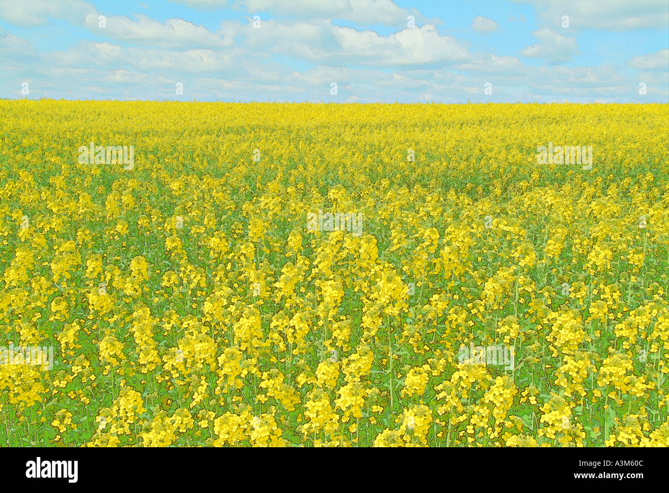 nature art flowering yellow rape field under blue clouded sky Stock ...