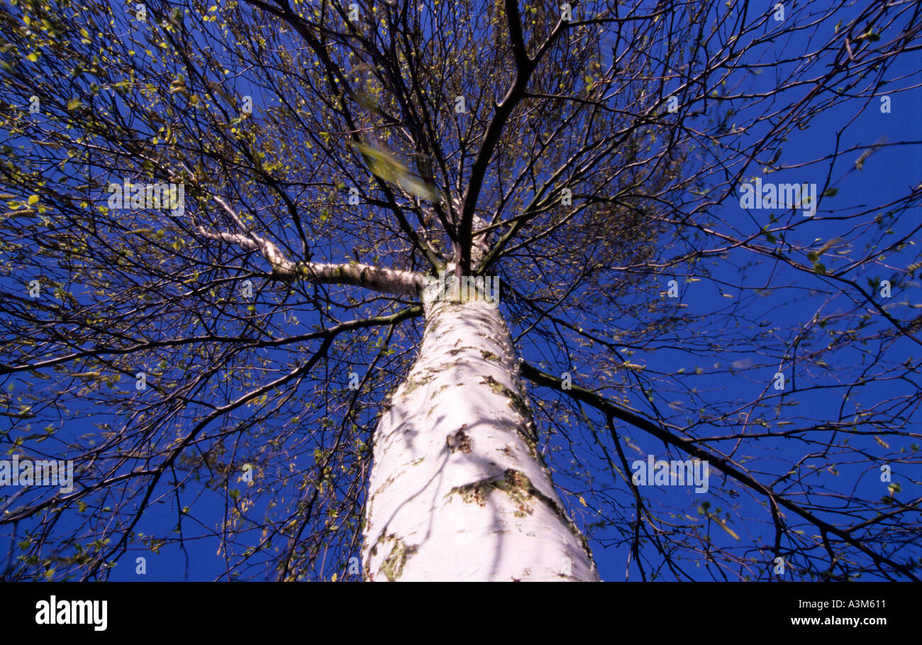Springtime Silver Birch Betula pendula tree with branches blowing in ...
