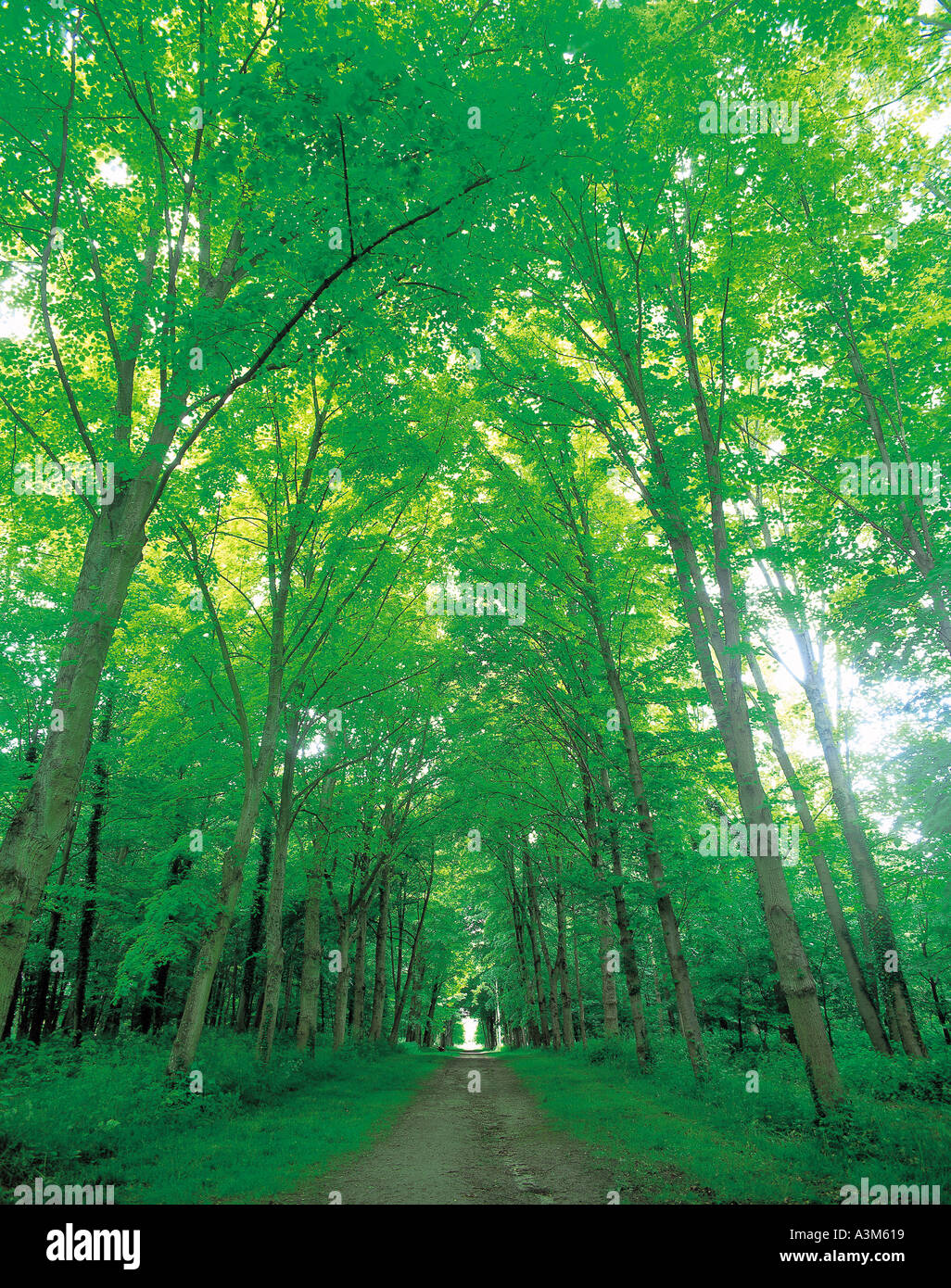 Road Nature Path Trees Forests Stock Photo - Alamy
