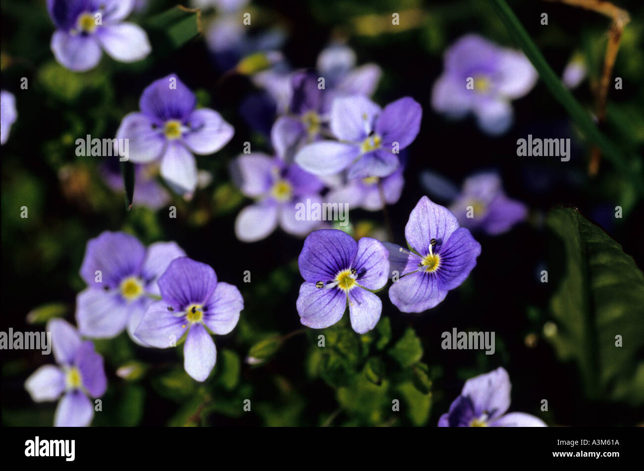 Common field speedwell Veronica persica Stock Photo - Alamy