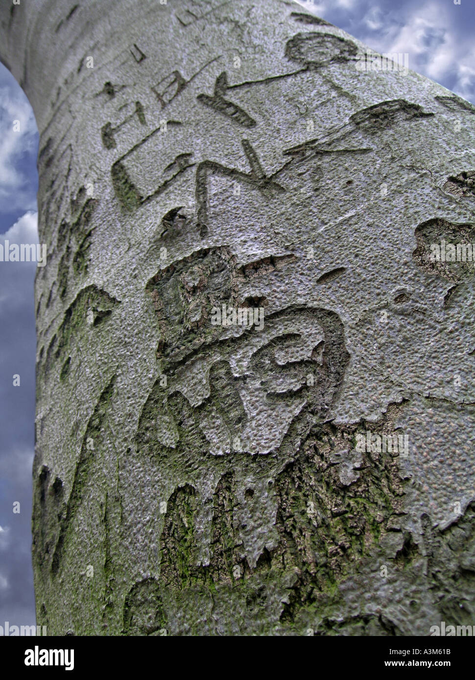 heart engraved on a trunk of a tree Stock Photo - Alamy