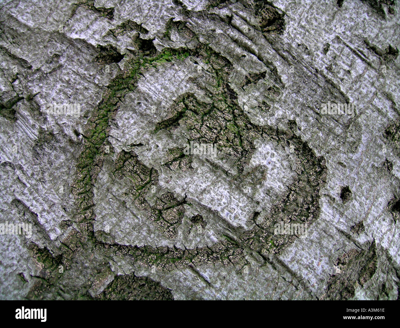 heart engraved on a trunk of a tree Stock Photo - Alamy