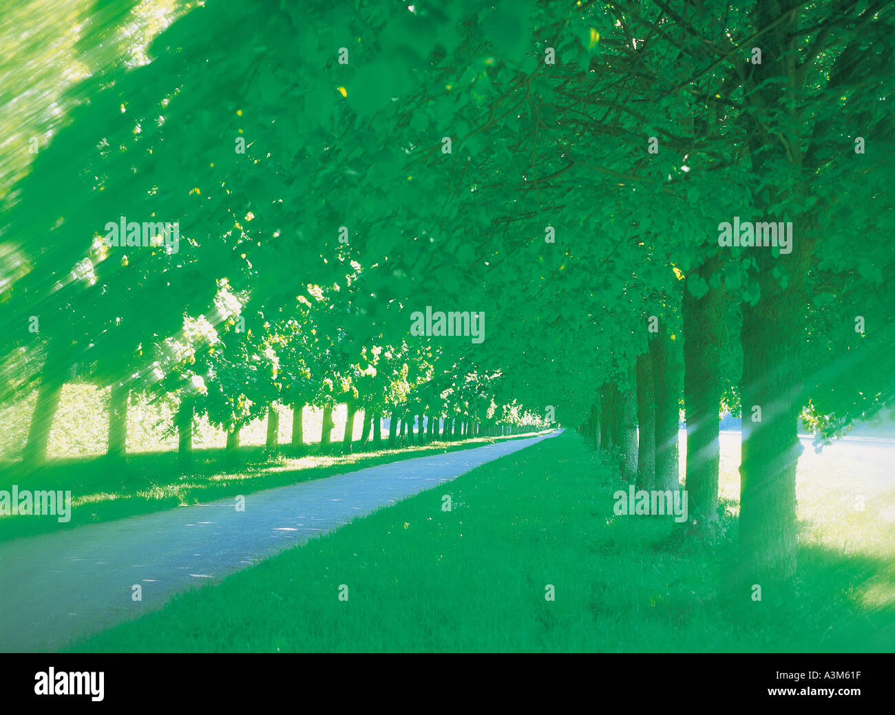 Road Nature Path Trees Forests Stock Photo - Alamy