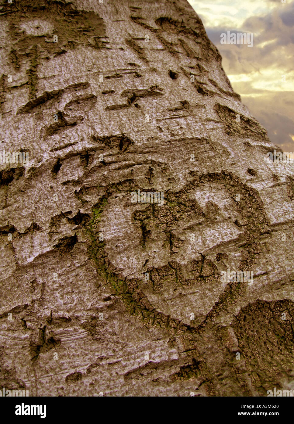 heart engraved on a trunk of a tree Stock Photo - Alamy